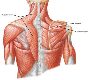 “To Arms, Too Arms, Two Arms!” – Outlander Anatomy