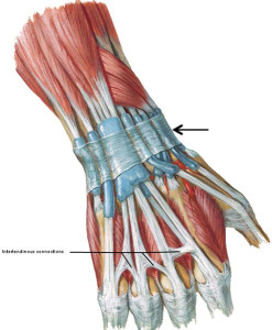 Anatomy Lesson #23: Harming Hands – Helping Hands – Healing Hands ... Anatomy Lesson #23: Harming Hands – Helping Hands – Healing Hands ...