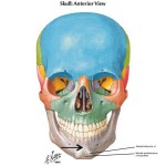 “Jamie’s Chin – Manly Mentus” – Outlander Anatomy