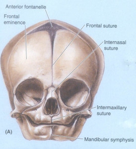 “Jamie’s Chin – Manly Mentus” – Outlander Anatomy