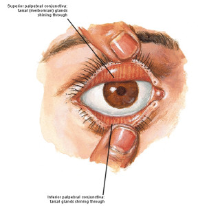 Anatomy Lesson #29: The Eyes Have It! – Outlander Anatomy