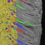 EyeMax – “The Eye, Part 5” – Outlander Anatomy