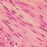 pharyngeal – Outlander Anatomy