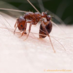 Anatomy Lesson #55: Formidable Formicidae! – Outlander Anatomy
