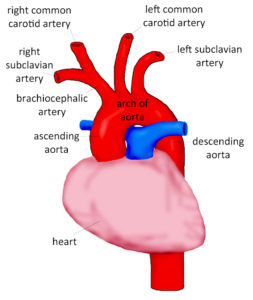 Anatomy Lesson #56: Achy Brachial Artery – Outlander Anatomy