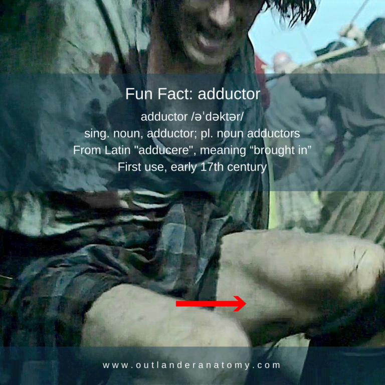 legs – Outlander Anatomy