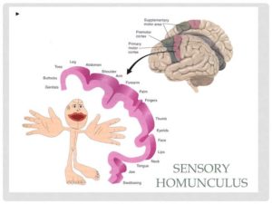 Anatomy Lesson #57: Fergus and the Phantom Limb! – Outlander Anatomy