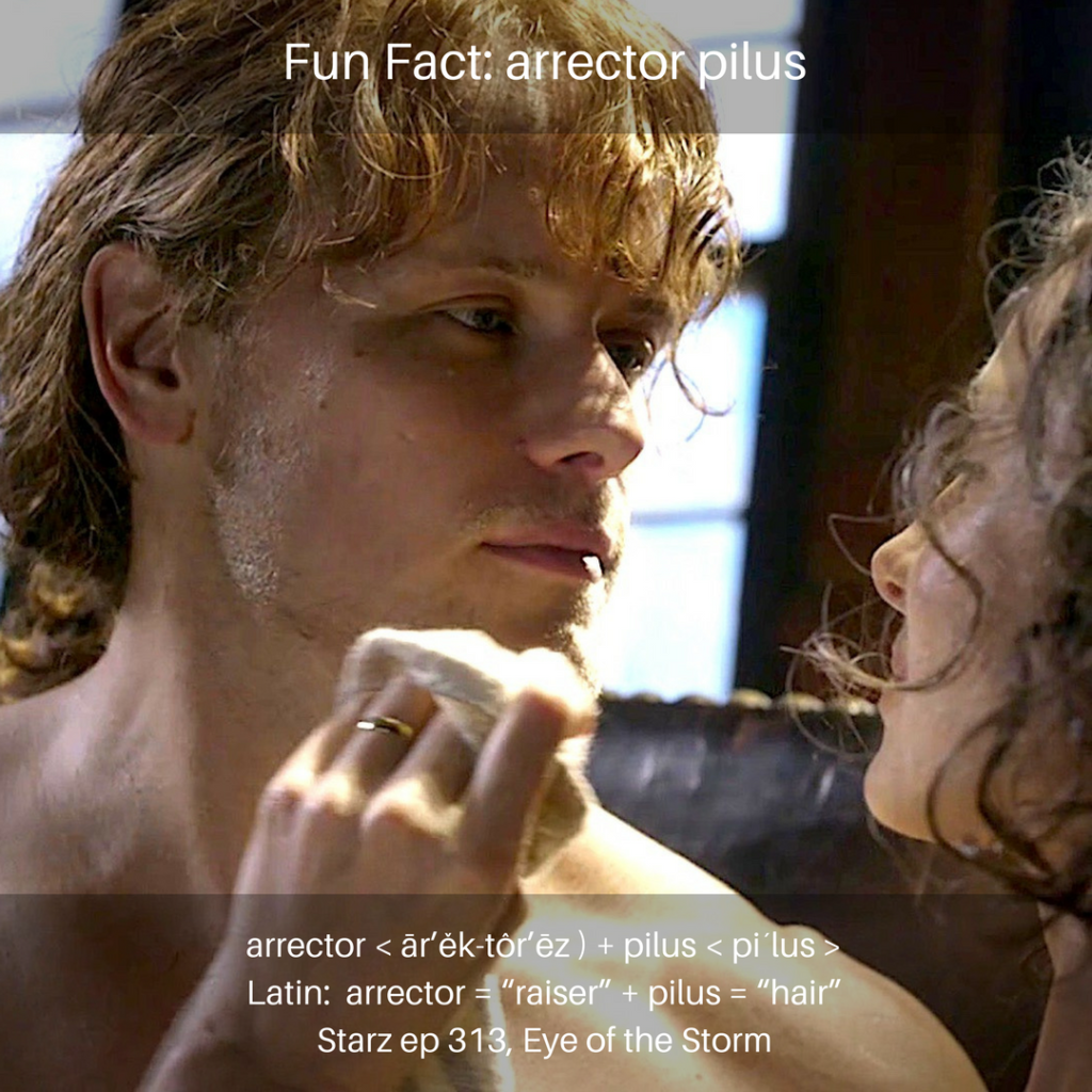 Fun Fact: Arrector Pilus – Outlander Anatomy