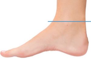 plantar aponeurosis – Outlander Anatomy