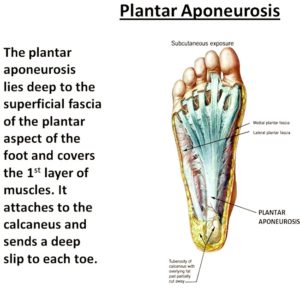 plantar aponeurosis – Outlander Anatomy