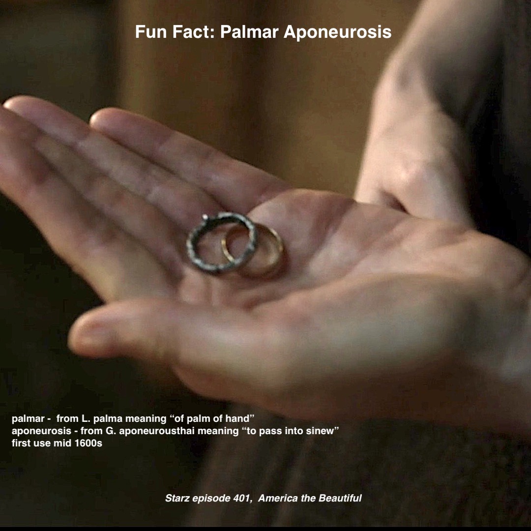 Fun Fact: Palmar Aponeurosis – Outlander Anatomy