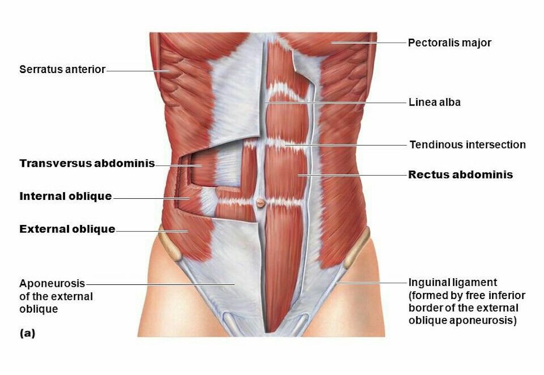 Fun Fact: Tendinous Intersection – Outlander Anatomy