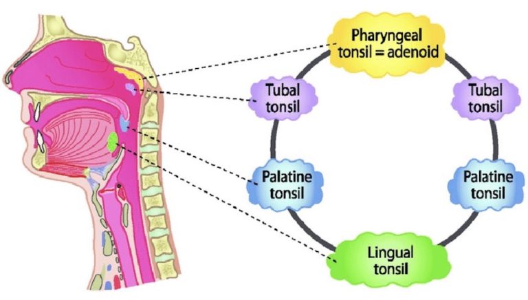 lingual tonsil – Outlander Anatomy