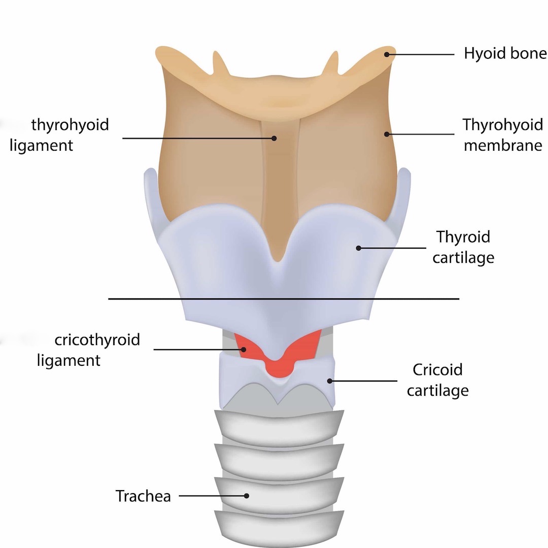 cricothyroid ligament – Outlander Anatomy