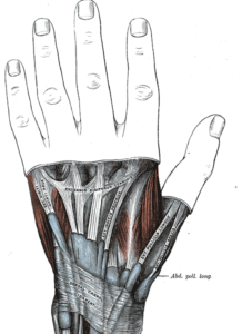 Fun Facts – Outlander Anatomy