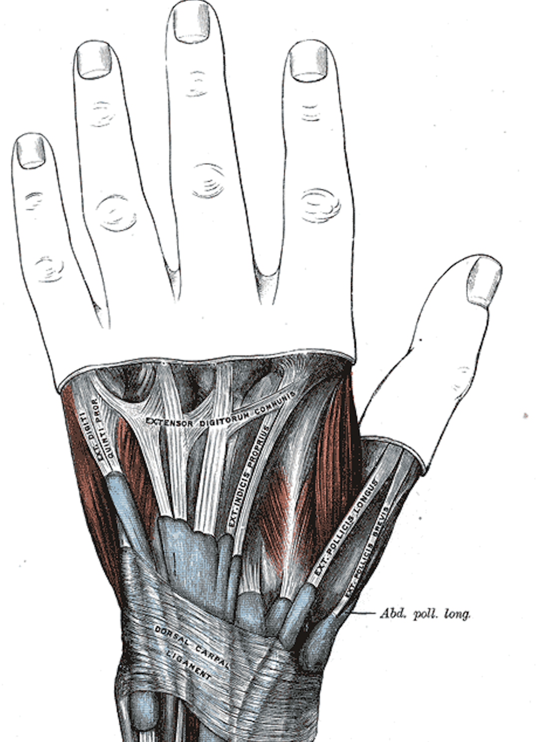 Fun Fact: Anatomical Snuff Box – Outlander Anatomy