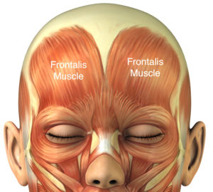 Fun Fact: Frontalis – Outlander Anatomy