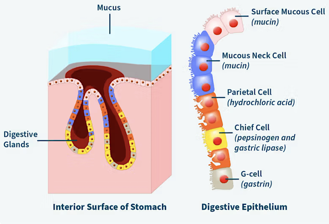 parietal cells – Outlander Anatomy
